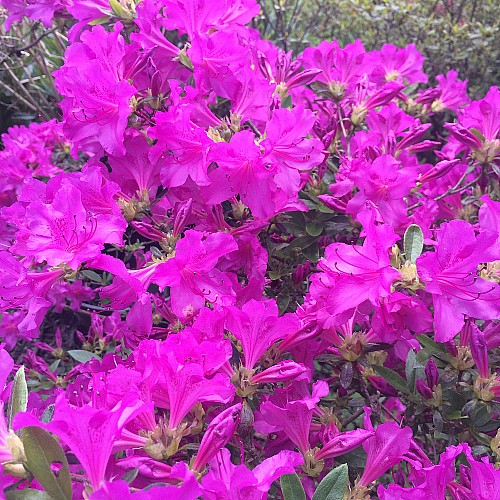 Azalea 'Blue Danube' | Loder Plants