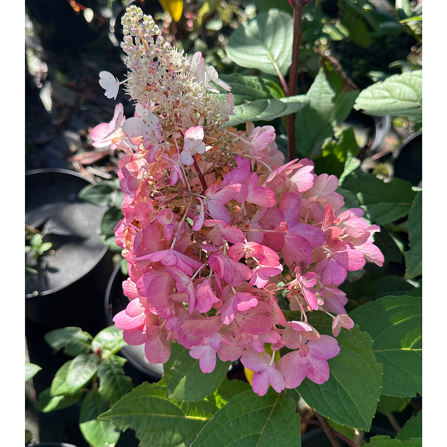 Hydrangea paniculata 'Pinky-Winky' AGM, PBR