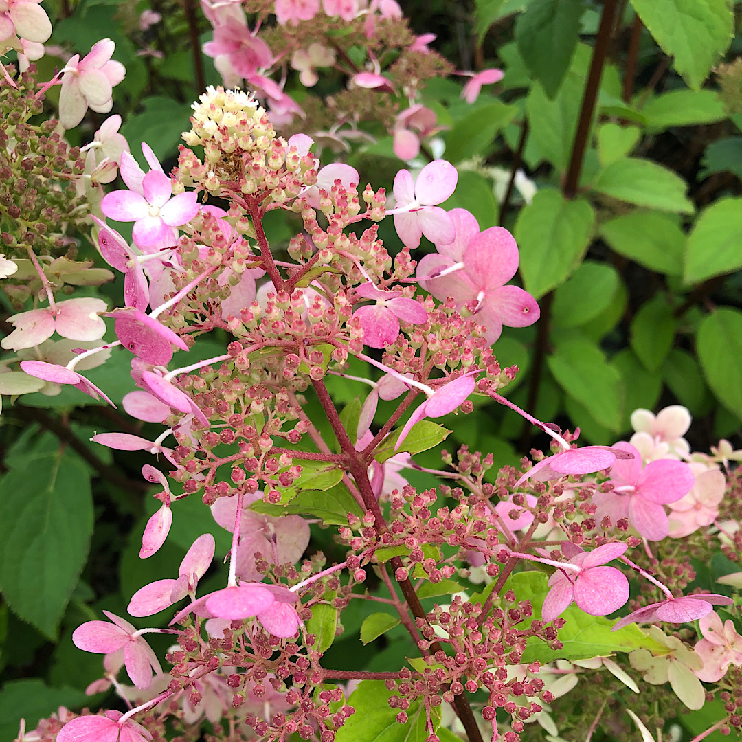 Hydrangea paniculata 'Wim's Red' PBR | Loder Plants