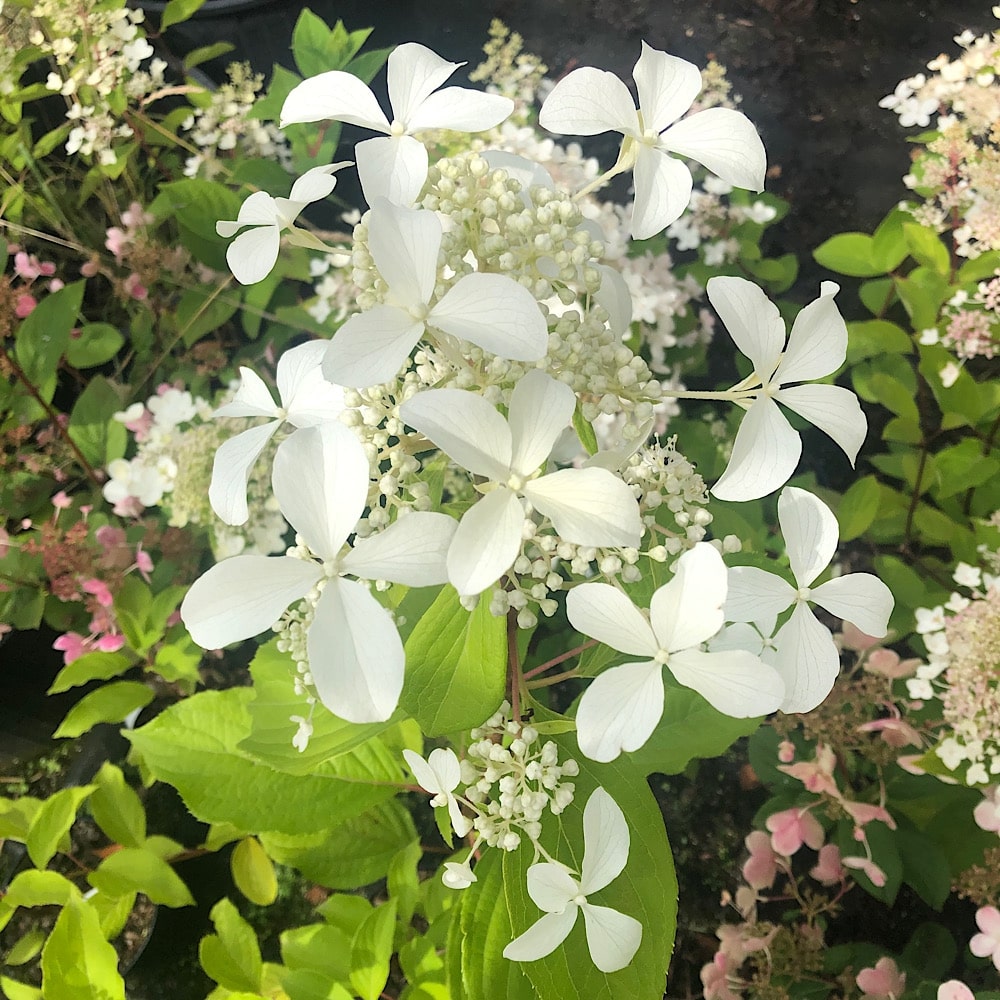 Hydrangea paniculata 'Great Star' (PBR)